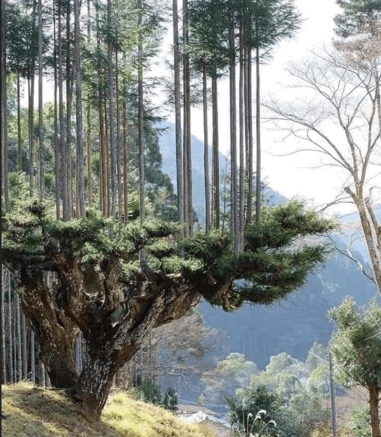 The 600-Year-Old Japanese technique of growing trees out of other trees ...
