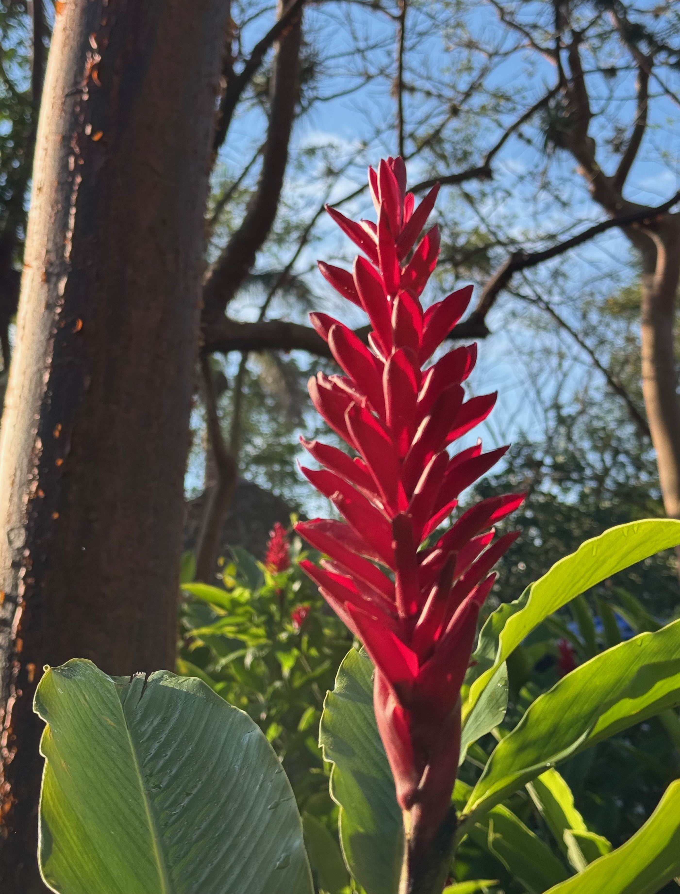 The magnificent flowers and birds of Cuba – Martin Plaut