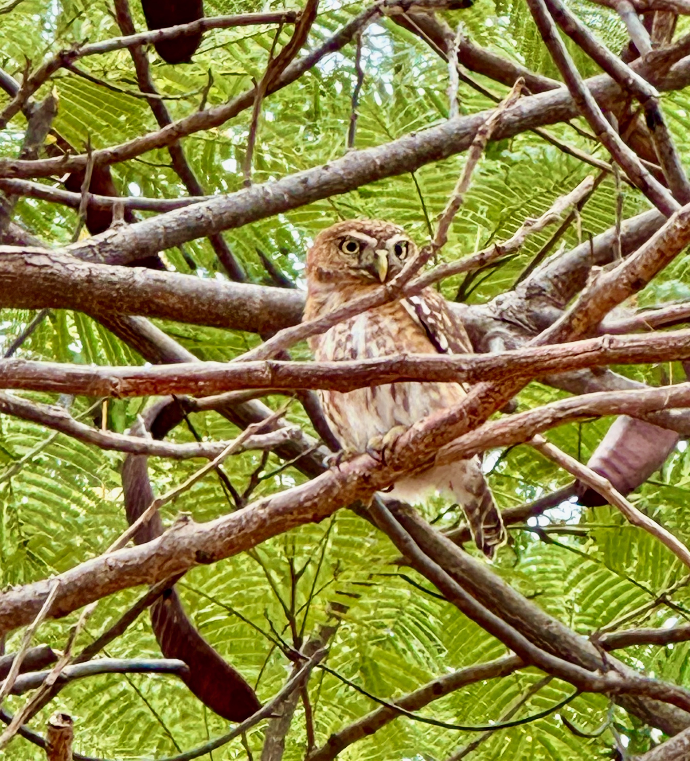 The magnificent flowers and birds of Cuba – Martin Plaut